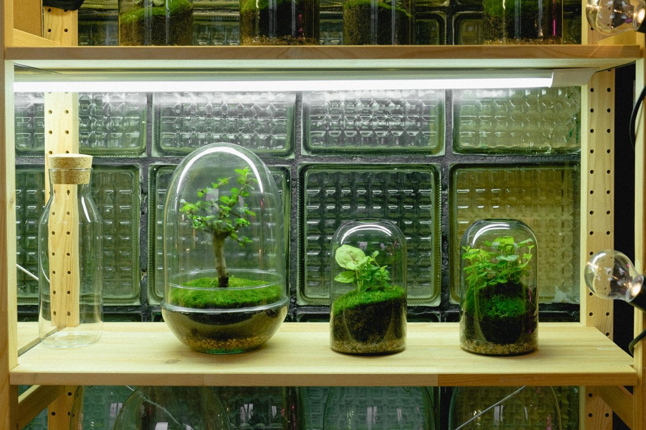 Terrarium Lighting Guide - Eko Lab Terrariums