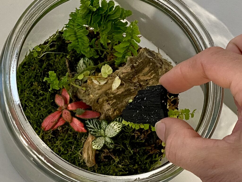 Springtail Care Guide - Eko Lab Terrariums