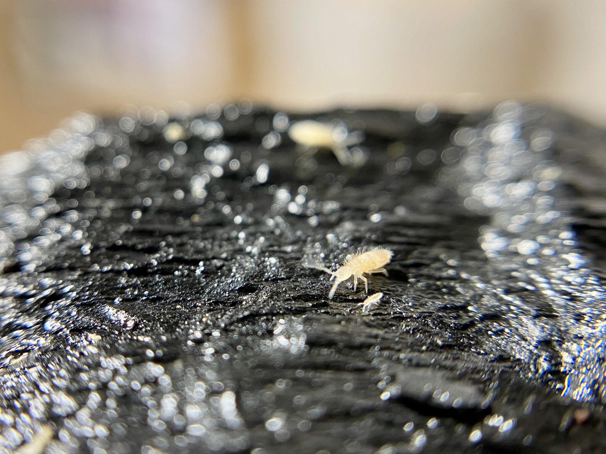 Springtails: A Beginners Guide - Eko Lab Terrariums