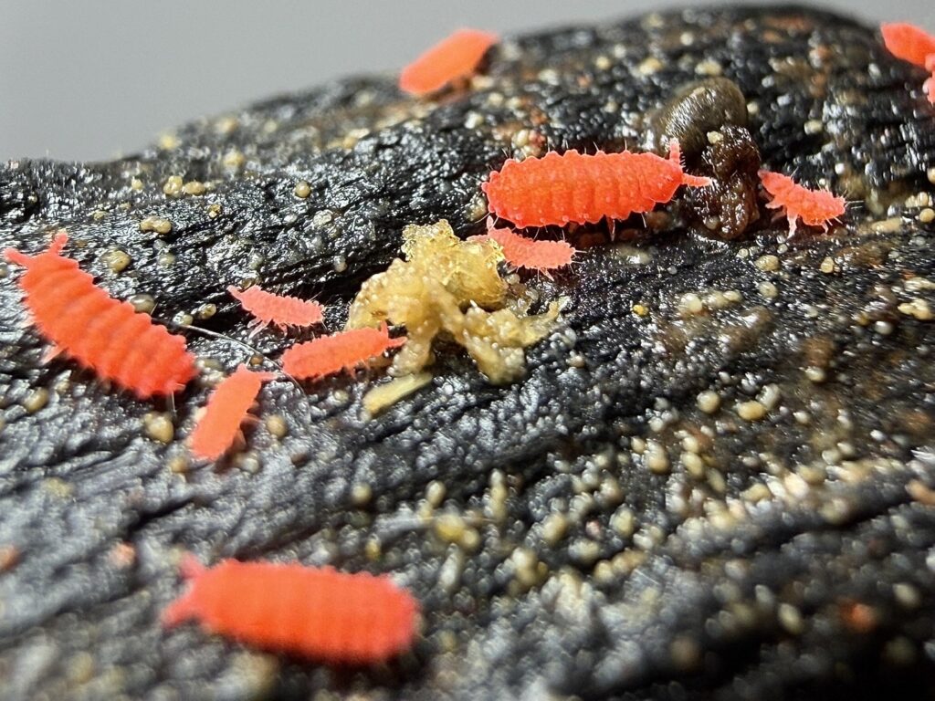 Tropical Red Springtails - Eko Lab