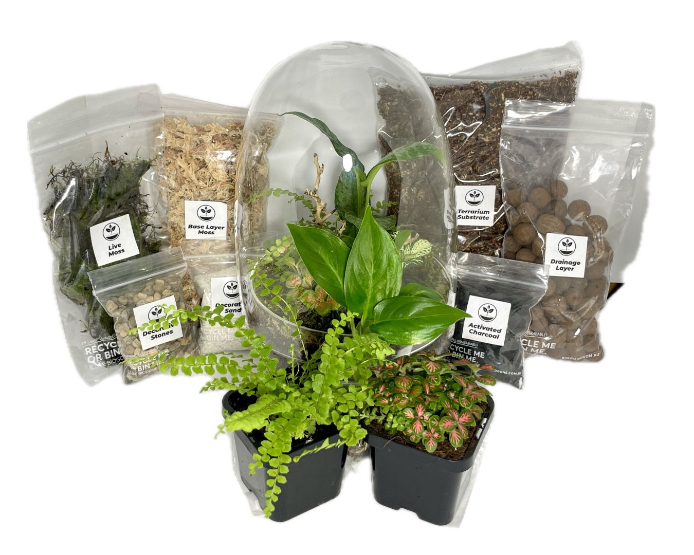 Eko Pod Terrarium - Eko Lab Terrariums