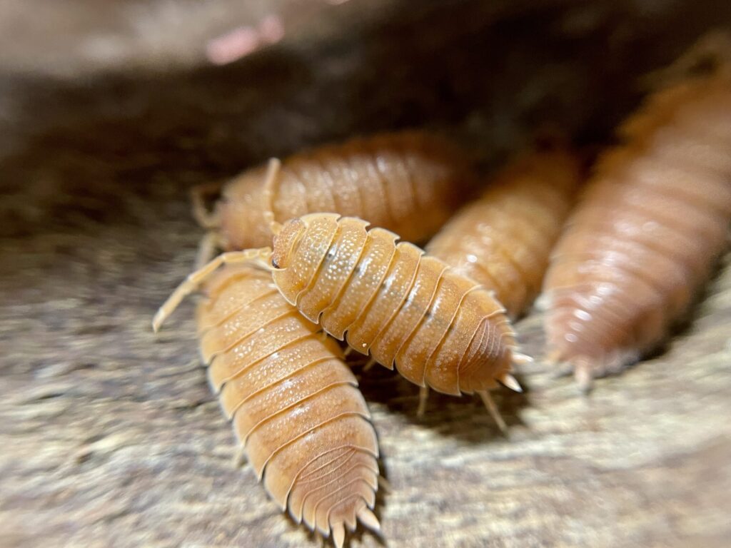 Live Isopods - Orange (Porcellio Scaber) - Eko Lab