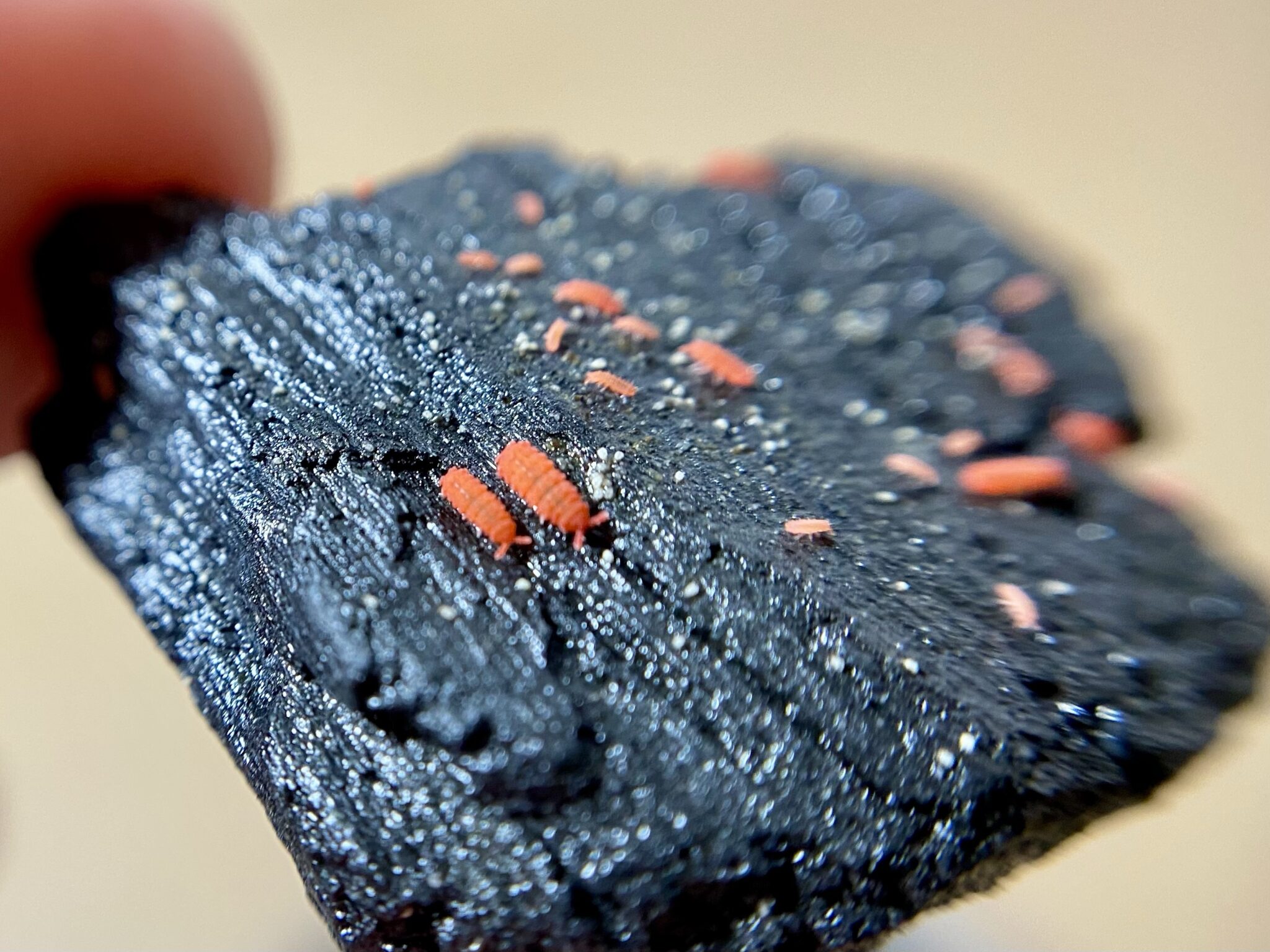 Springtails: A Beginners Guide - Eko Lab Terrariums